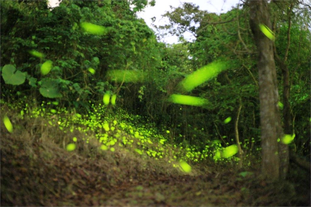 2023臺南楠西梅嶺賞螢季 4/18線上開放預約！｜四季線上4gTV