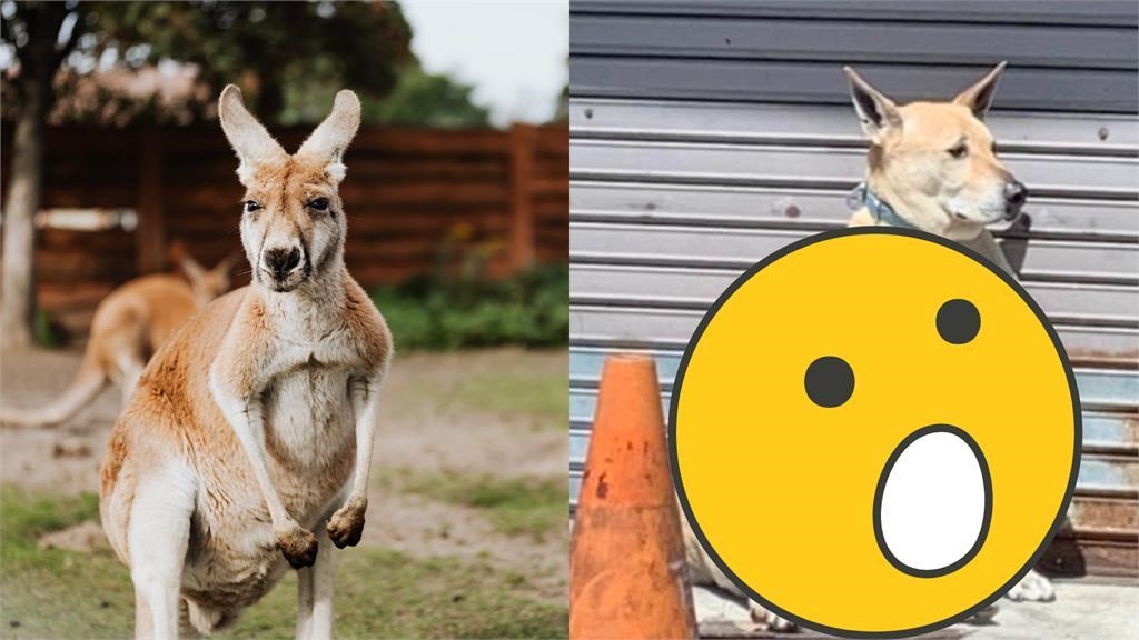 街頭驚見袋鼠級「筋肉猛犬」蹲守！PR99胸肌萬網嚇爛：比特犬都會怕｜四季線上4gTV