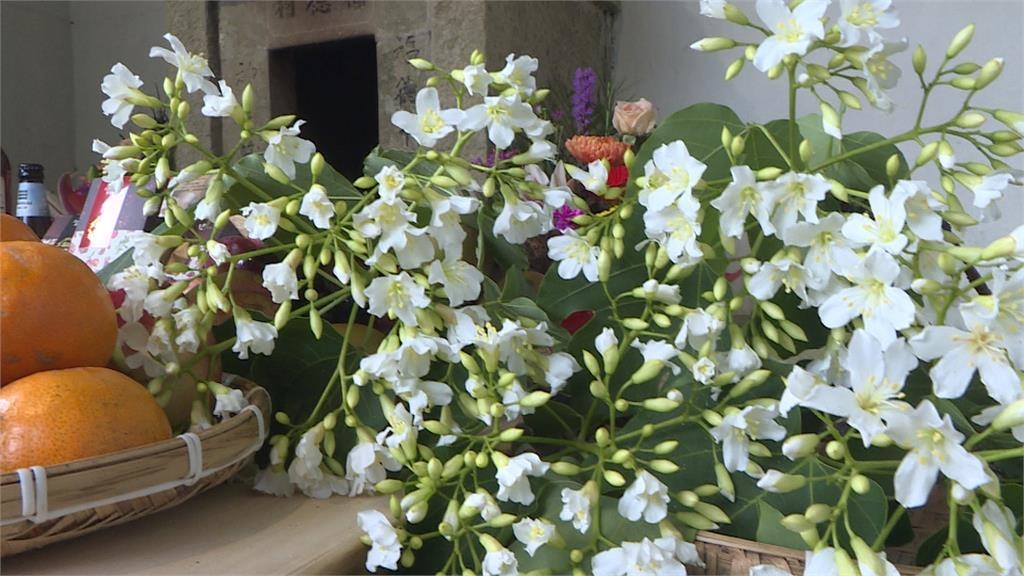 2024桐花祭開幕 客委會邀請大家「迷上那客庄白」｜四季線上4gTV